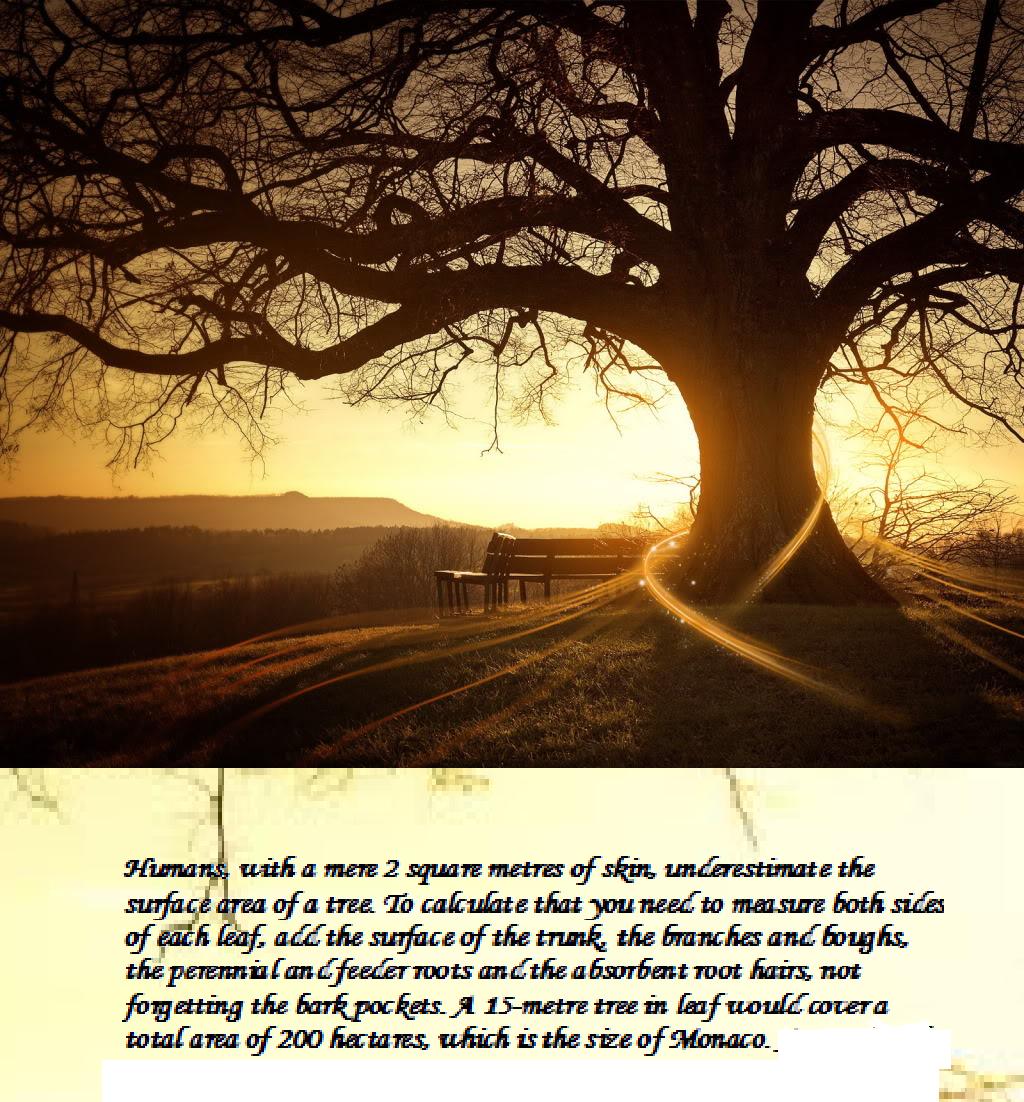 The Magnitude of a Tree – Our End of the 'Net