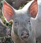 Get a Little Piggy with It! – Our End of the 'Net